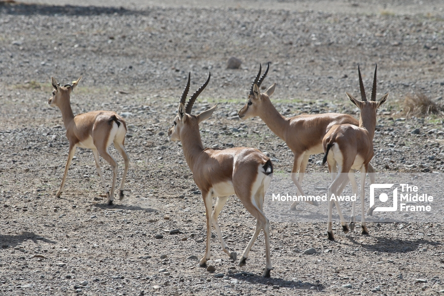 Safari Sharjah, United Arab Emirates. • The Middle Frame • Arab Stock ...