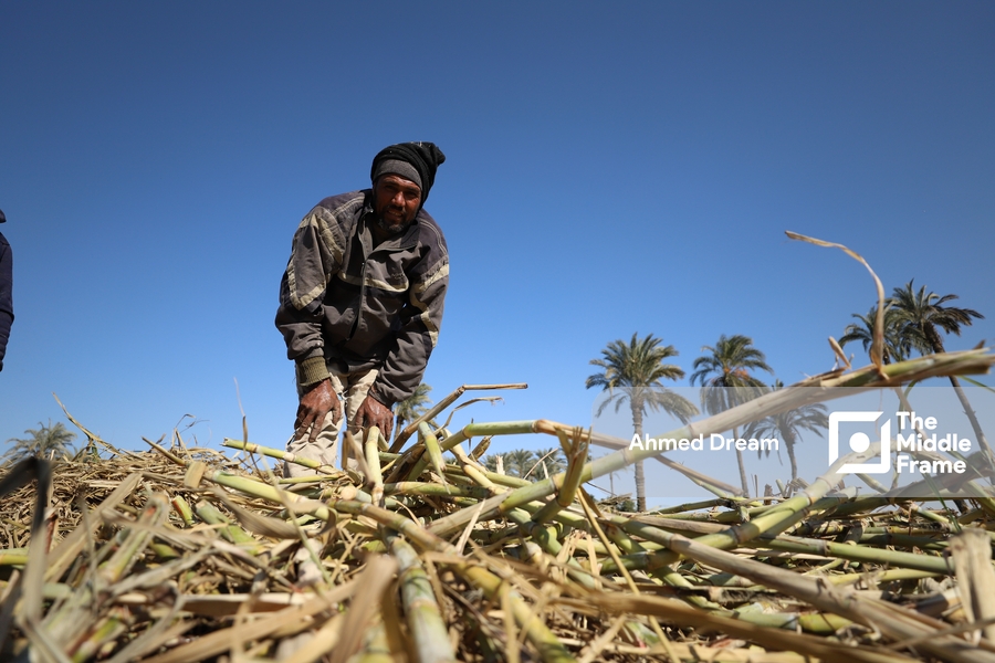 Egyptian farmers in the field harvesting sugarcane • The Middle Frame ...