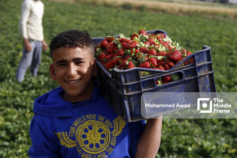 Strawberry season in Ismailia • The Middle Frame • Arab Stock Photos ...