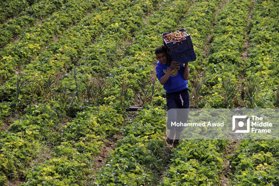 Strawberry season in Ismailia • The Middle Frame • GenAI for Images ...