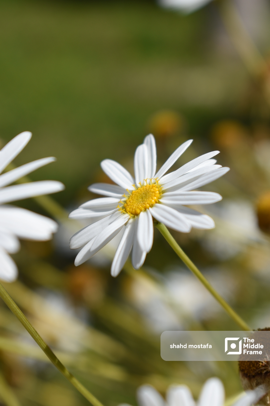 Daisy flower • The Middle Frame • Arab Stock Photos and Images
