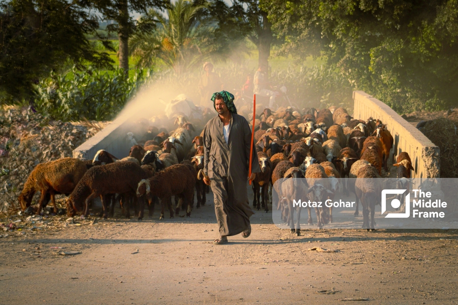 A shepherd in the Egyptian countryside. • The Middle Frame • Arab Stock ...