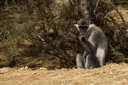 Monkey in Africa Safari Park Alexandria-Egypt. • The Middle Frame ...